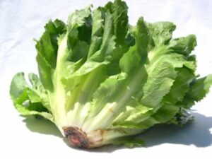A guide to chicory vegetables: Endive, escarole, frisée & radicchio
