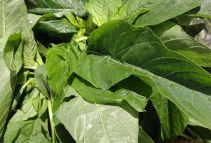 11 Caribbean and Latin American Vegetables to Discover and Enjoy