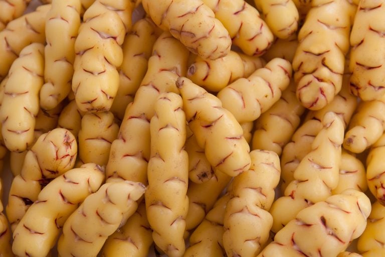 11 Caribbean and Latin American Vegetables to Discover and Enjoy