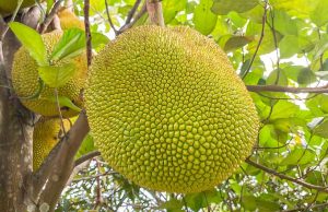 25+ Enticing Vegan Jackfruit Recipes - The Vegan Atlas