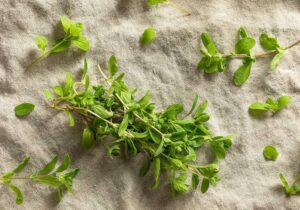 4 Italian Herbs to Grow In Your Kitchen Garden - The Vegan Atlas