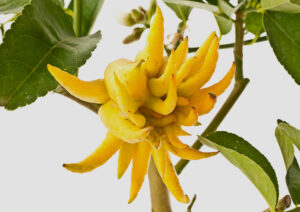 A Quick Guide to Buddha's Hand (the fruit)