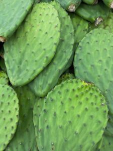 How to Use Nopales (Cactus Paddles) –Tips, Prep & Recipe Ideas - The ...