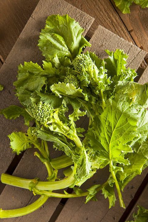 Homepage - The Vegan Atlas